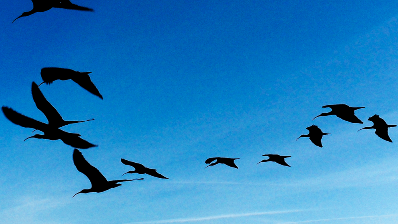 Leadership Development and Coaching – Tina Lopes